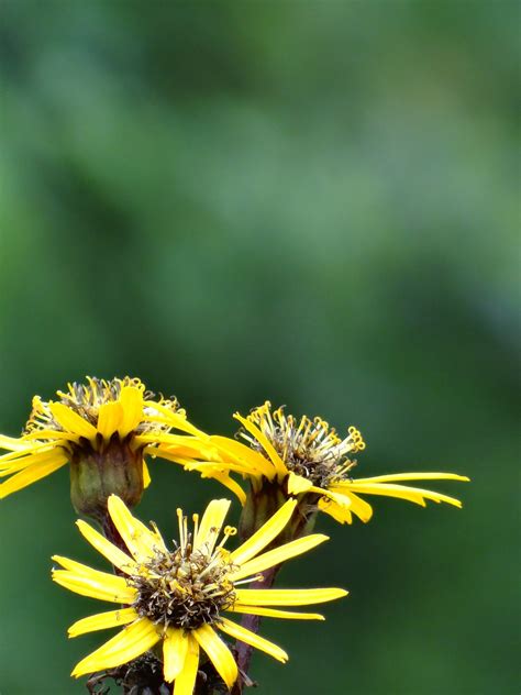 노란 꽃 배너 엽서 Pixabay의 무료 사진 Pixabay