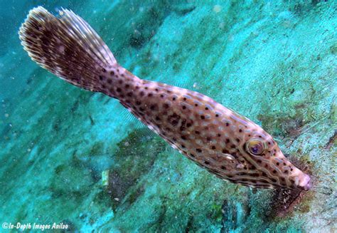 Aluterus Scriptus Anilao Philippines