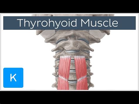 Thyrohyoid Muscle