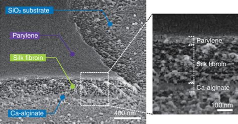 Figure 1 From Cell Encapsulation And 3d Self Assembly Using Multi