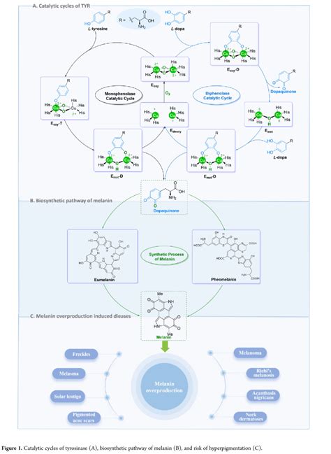 【jmc】杭州师范大学白仁仁：褪黑效果提升万倍！新型酚类酪氨酸酶抑制剂，为色素异常治疗提供新选择 知乎