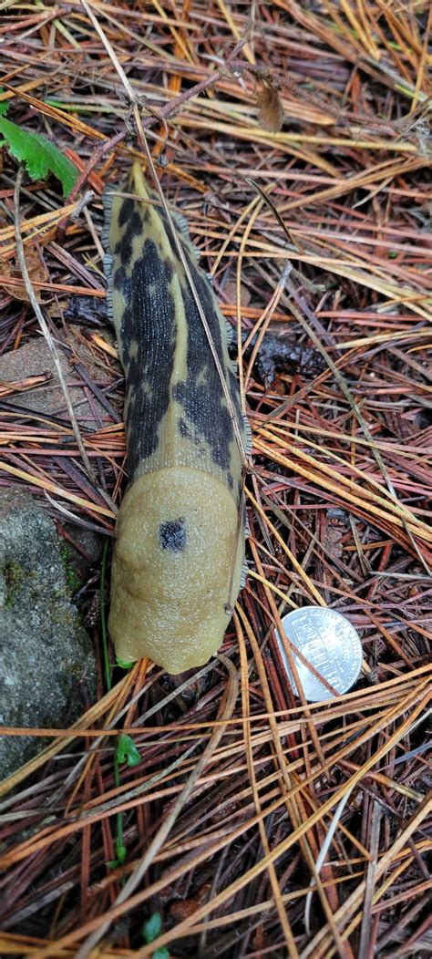 Forest Slug Unit Rabsoluteunits