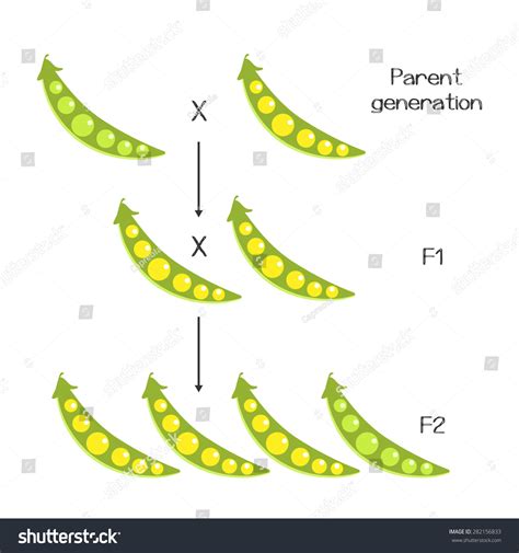 Mendelian Inheritance Pea Model Stock Vector Royalty Free 282156833