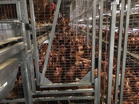 Brooder Farm Lighting