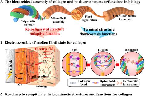 Collagen Structure Collagen Structure New Structure Skin Infographics