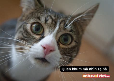 Top 99 Meme Mèo đáng Yêu ảnh Mèo Chế Siêu Hài Hước Mới Nhất Ảnh Cười Việt