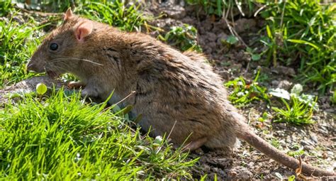 Rat Borne Diseases Skedaddle Kitchenerwaterloo