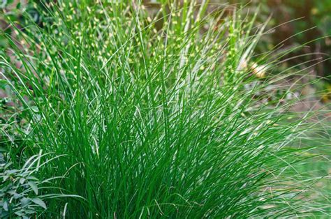 Perennial Bush Of Green Juicy Thin Tall Grass In Natural Environment
