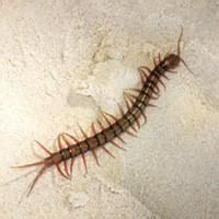 House Centipede Bite Symptoms How To Kill And Get Rid Of Centipedes