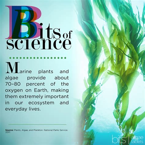 Why Energybits® Algae Tablets Are The Best Sustainable Food