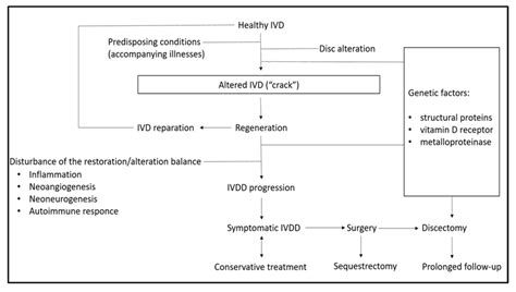 Pathogenesis Of Intervertebral Disc Disease Ivd Intervertebral Disc Download Scientific