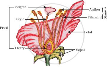 Draw A Diagram Of The Longitudinal Section Of A Flower And Label The Following Parts Science