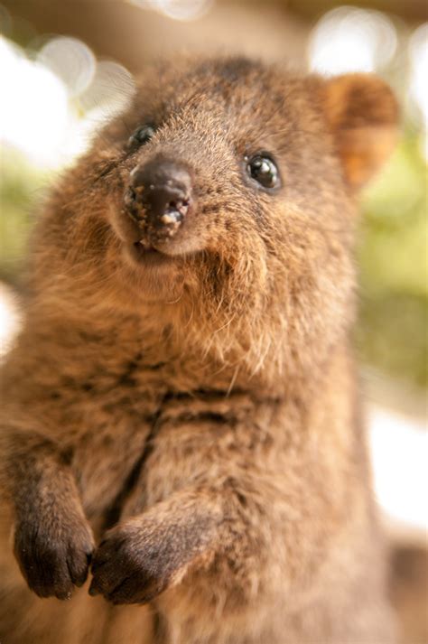 World Happiest Animal Quokka Lucas Tan Flickr