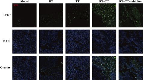 The Results Of Tunel Detection The Data Of Model Group Are Consistent