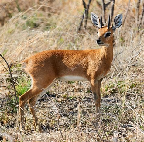 African Antelope