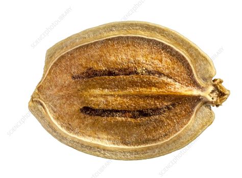 Parsnip Seed Grain Lm Stock Image C030 0278 Science Photo Library