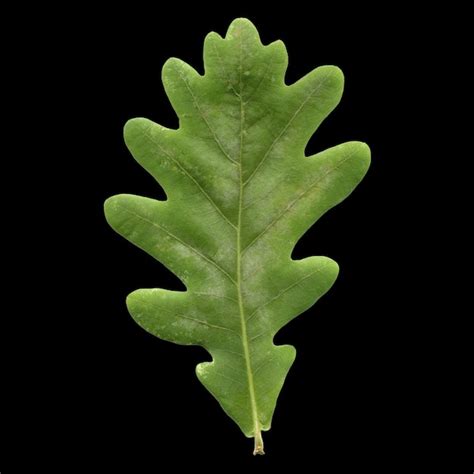 Premium Photo Oak Leaf Isolated