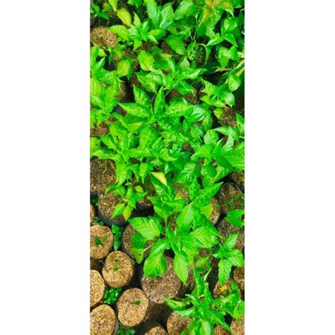 Jual Tanaman Cabe Setan Cabai Rawit Shopee Indonesia