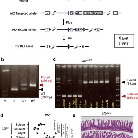 Generation Of An Irf2 Conditional Ko Mouse A Schematic Representation