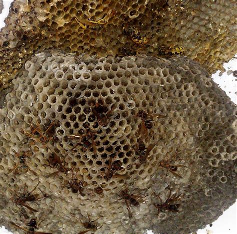 Get Rid Of Wasps Nest Sydney