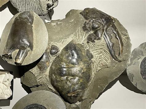 Largest Fossil Crab Claw Ever Discovered Is 8 Million Years Old