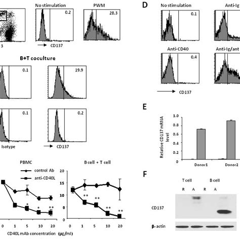Cd137 Expression Of Stably Transfected Cho Cells With Human And Nhp