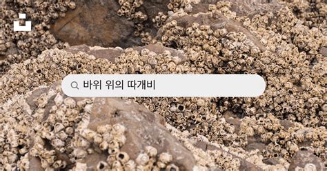 바위 위의 따개비 사진 Unsplash에서 무료 이미지 다운로드