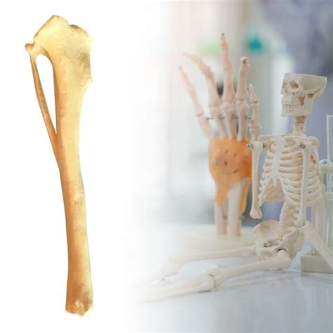 Dog Tibia Skeletal Model Dog Anatomy Tibia Skull Model Lazada Singapore
