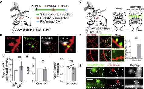 Dually Innervated Dendritic Spines Develop In The Absence Of Excitatory