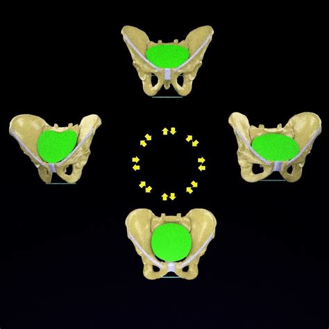 Pelvis Types Hip Bone Labelled Detailed 3d Model Animated Cgtrader