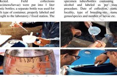 A B C And D Collection Of Aedes Aegypti Mosquito Larvae From Download Scientific Diagram