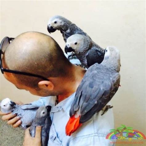 Jako Papağanı Özellikleri Jako Papağanı Ömrü Jako Papağanı Fiyatı