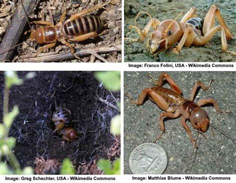 Potato Bug Jerusalem Cricket Bite Facts Pictures And More