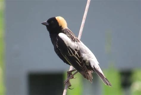Bobolink Nh Audubon Bobolink Nh Audubon