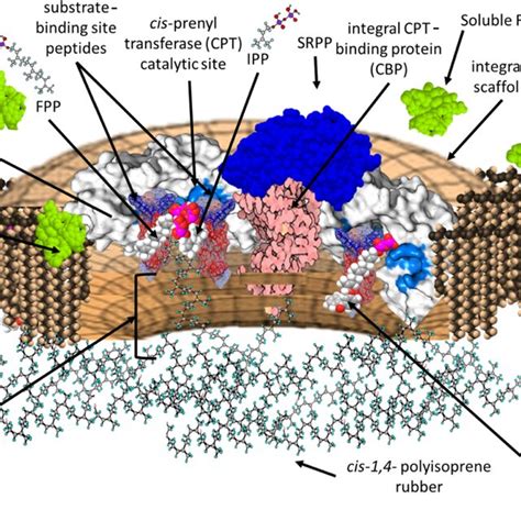 A New Schematic Model Of The Rubber Transferase Complex Rt‐ase
