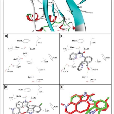 Molecular Docking Of 5 Cl Within The Atp Binding Pocket Of Cdk4 A