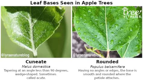 26 Different Types Of Apple Trees With Identifying Features