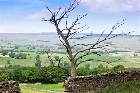 Dead Tree Stock Image Image Of Fall England Landscape 22702119