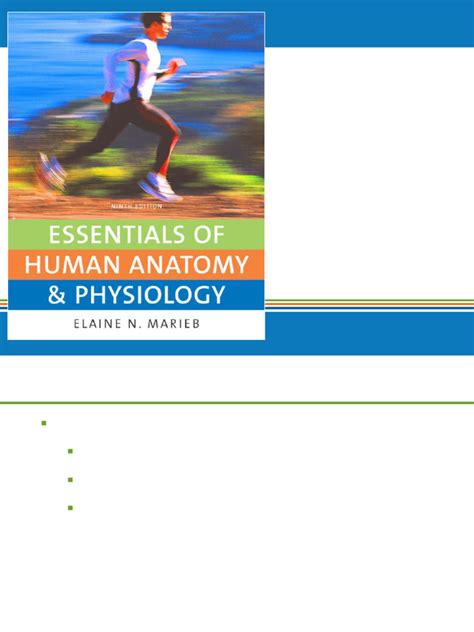 Ch 4 Integumentary System 1 Pdf Skin Epithelium