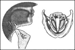Sketch Larynx And Explain Its Function In Your Own Words From Science Sound Class CBSE