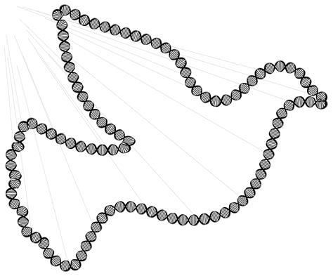 Download Ff7f00 Dna Helix Variation 2 Svg Freepngimg