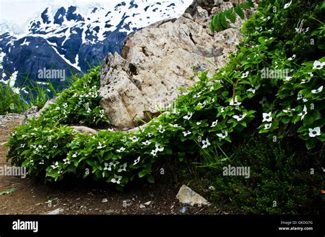Dogwood Flowers Cornus Florida Surrounding Rock Exit Glacier Trail