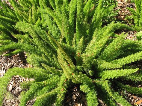 Asparagus Densiflorus Alchetron The Free Social Encyclopedia
