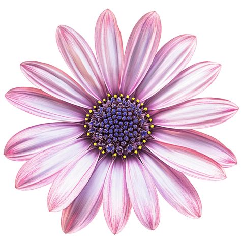 Pink And Green Background Pngs For Free Download