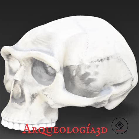 💀 Homo Erectus Skull The Dominance Of Fire And Human Expansion・ Stl