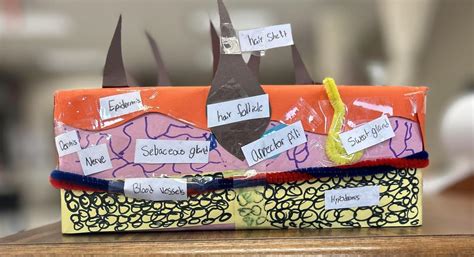 Integumentary System Model