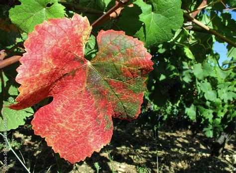 Feuille De Vigne Rouge Effets Secondaires Kfok