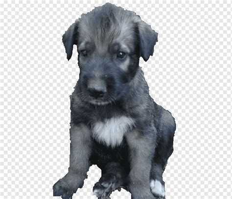 Schnauzer Miniatura Schnauzer Estándar Schnoodle Perro Lobo Irlandés Cachorro Perro Lobo