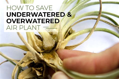 How To Revive Dying Air Plants At Jane Shepherd Blog