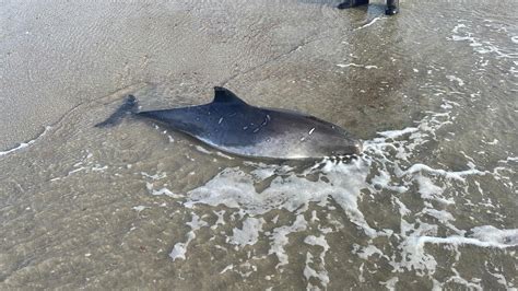 Bruinvis Spoelt Aan In Burgh Haamstede Door Storm Pia Foto Pzcnl